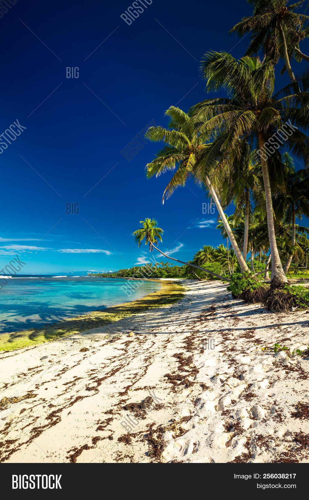 Beach Coral Reef On Image & Photo (Free Trial) | Bigstock