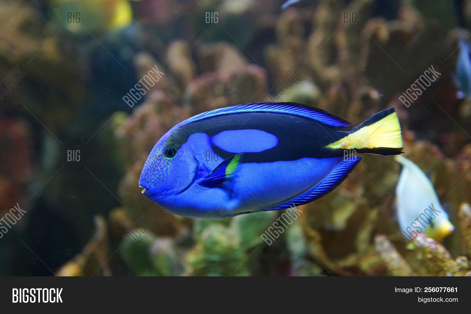 Close On Blue Tang Image & Photo (Free Trial) | Bigstock