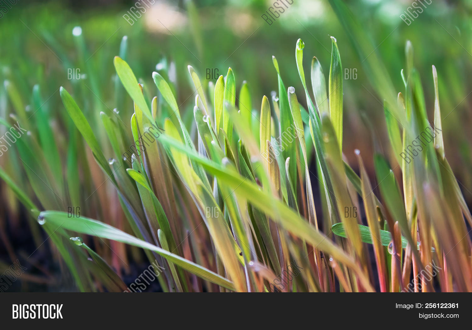 Young Green Rye Image & Photo (Free Trial) | Bigstock