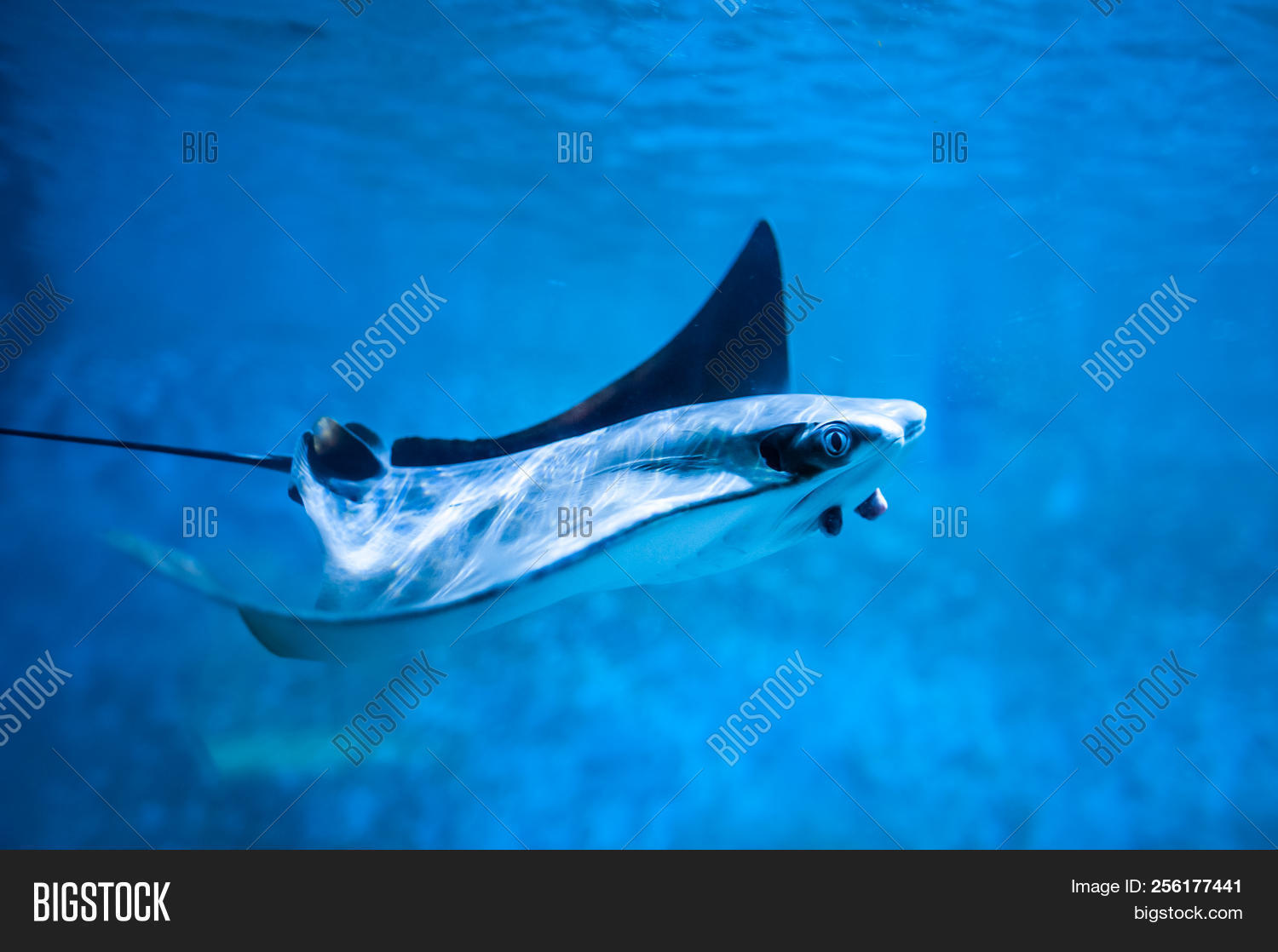 Cramp-fish Blue Water Image & Photo (Free Trial) | Bigstock