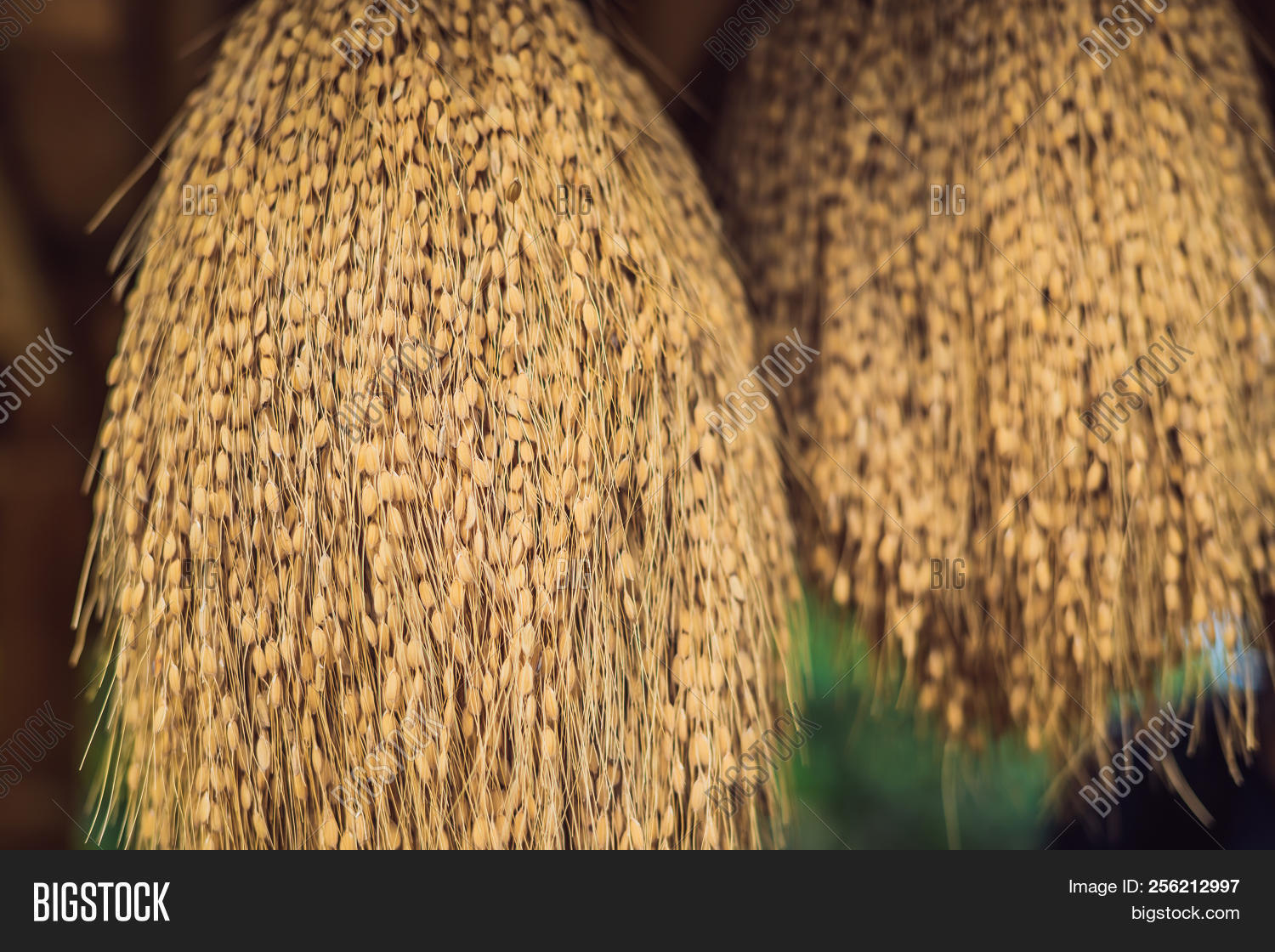 Raw Rice Grain. Image & Photo (Free Trial) | Bigstock