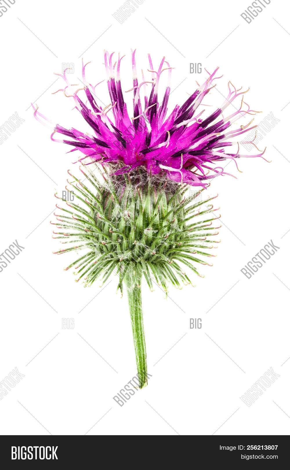 Burdock Flower Image & Photo (Free Trial) | Bigstock