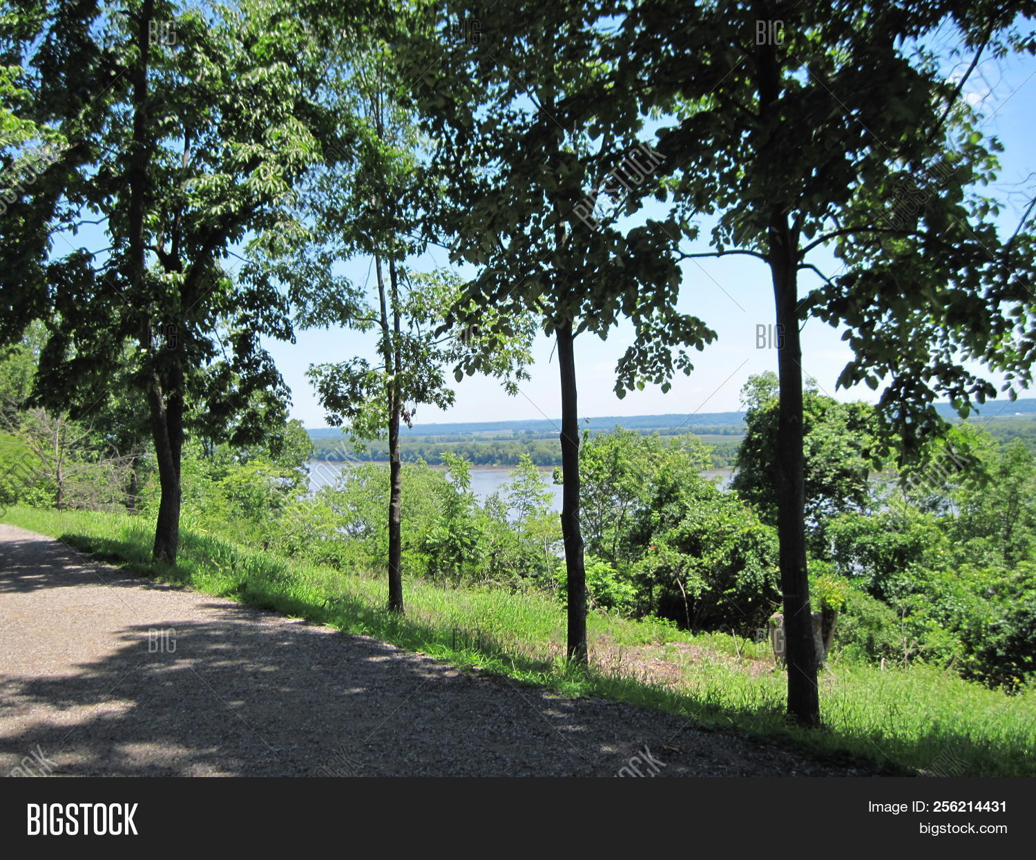 Skinny Trees Along Image & Photo (Free Trial) | Bigstock