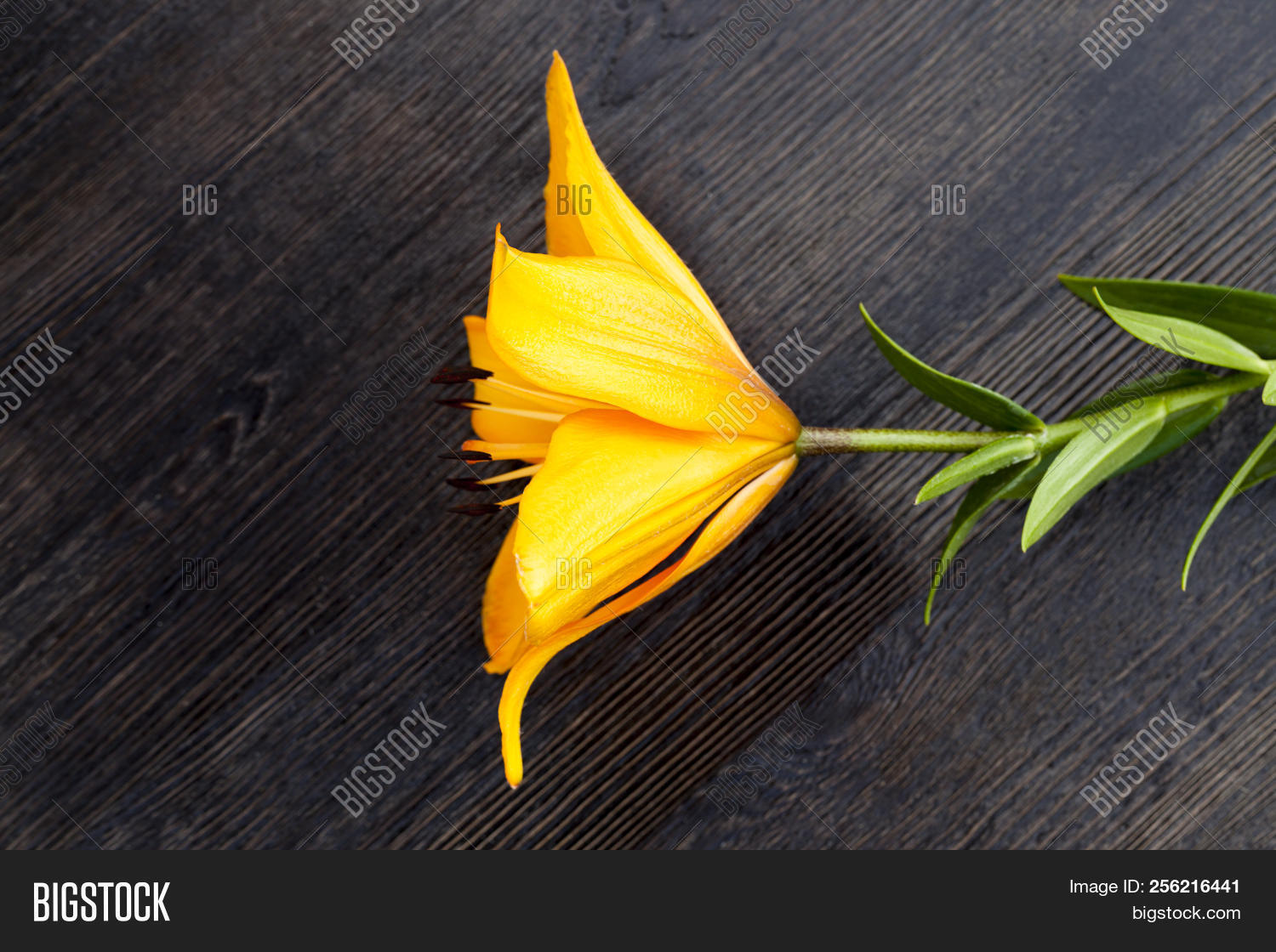 Flower Lying On Table
