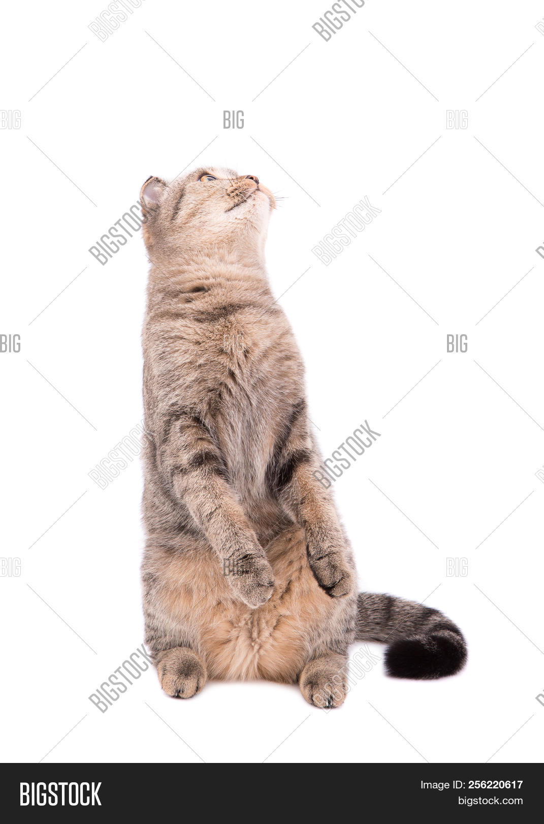 Gray Cat Sits On Hind Image & Photo (Free Trial) | Bigstock