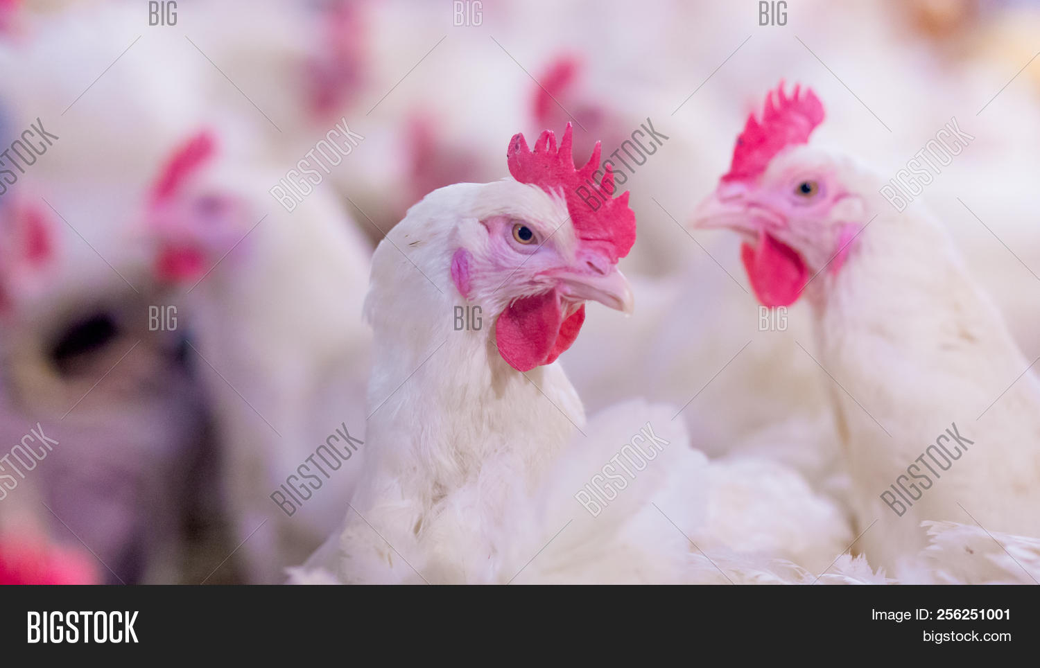 Poultry Farm Broiler Image & Photo (Free Trial) | Bigstock