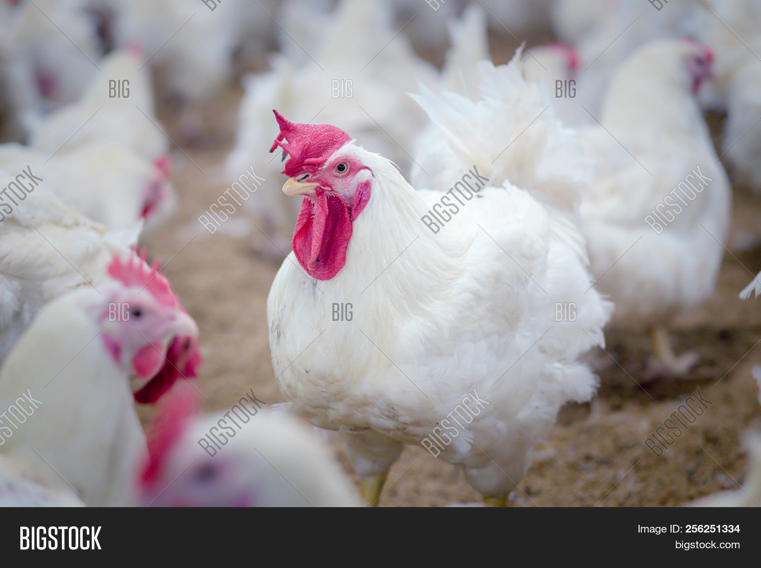 Poultry Farm Broiler Image & Photo (Free Trial) | Bigstock
