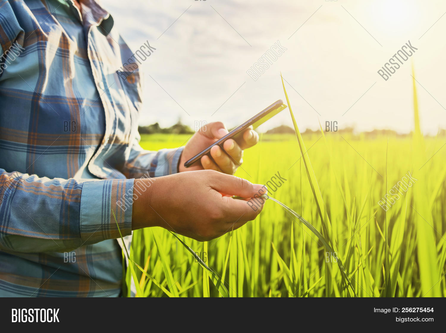 Farmer Using Mobile Image & Photo (Free Trial) | Bigstock