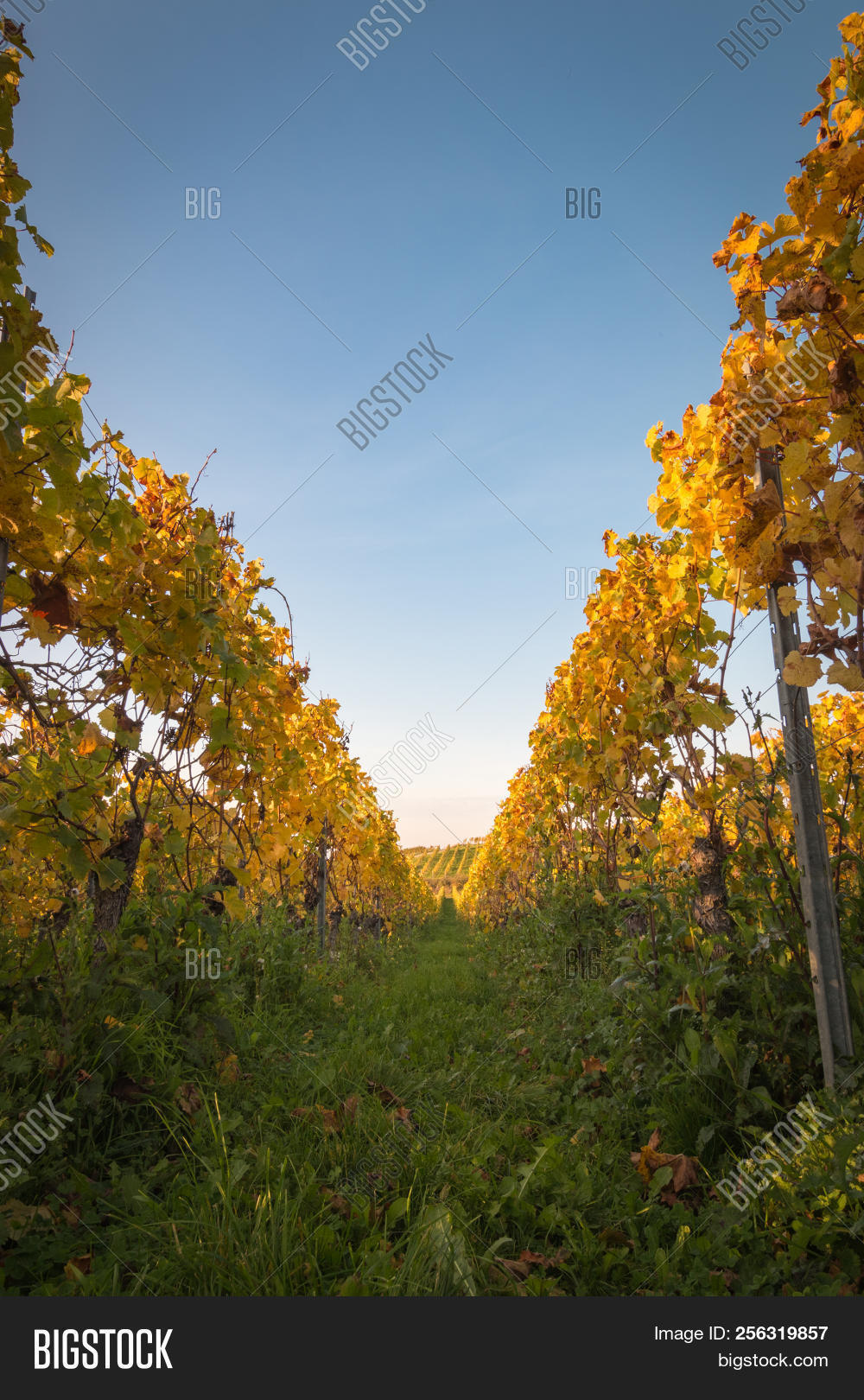 Colorful Vineyard Rows Image & Photo (Free Trial) | Bigstock