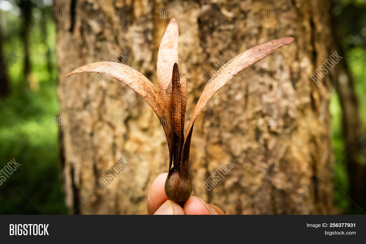 Seed Dipterocarpus Image & Photo (Free Trial) | Bigstock