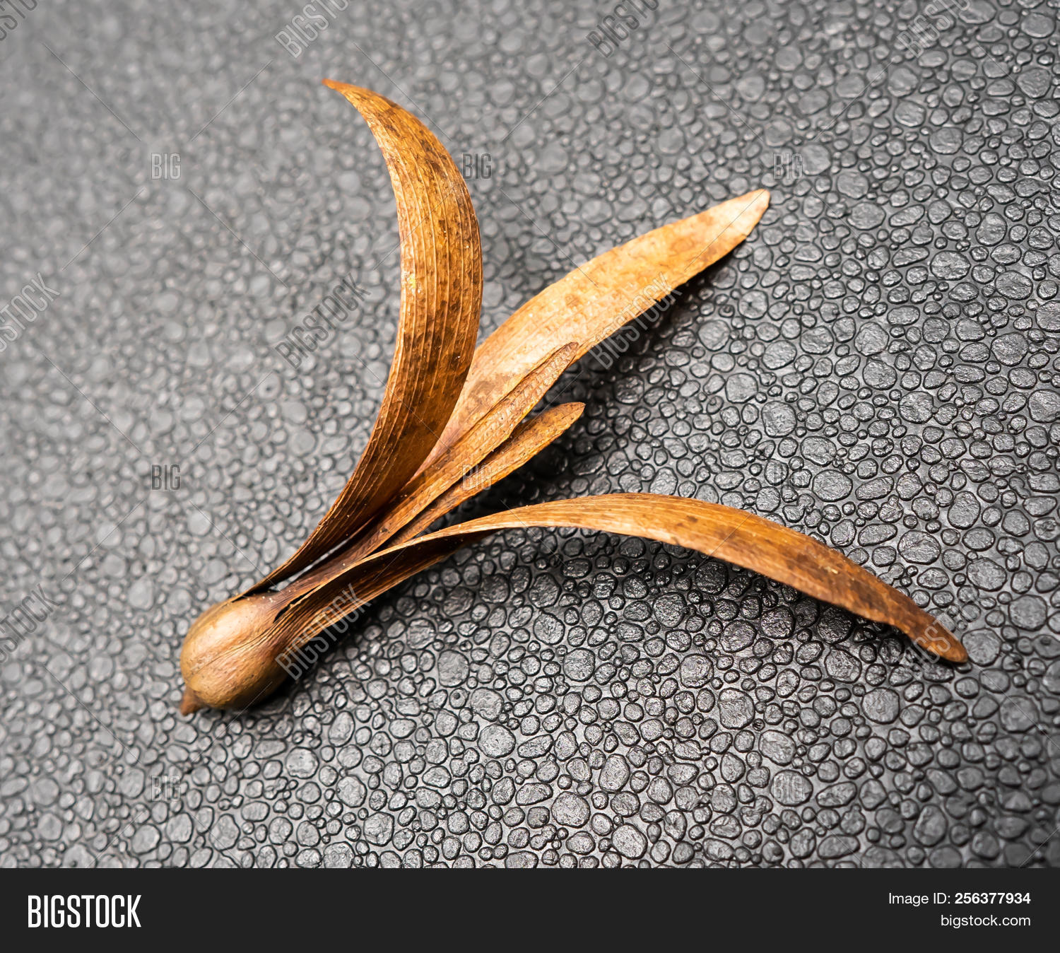Seed Dipterocarpus Image & Photo (Free Trial) | Bigstock