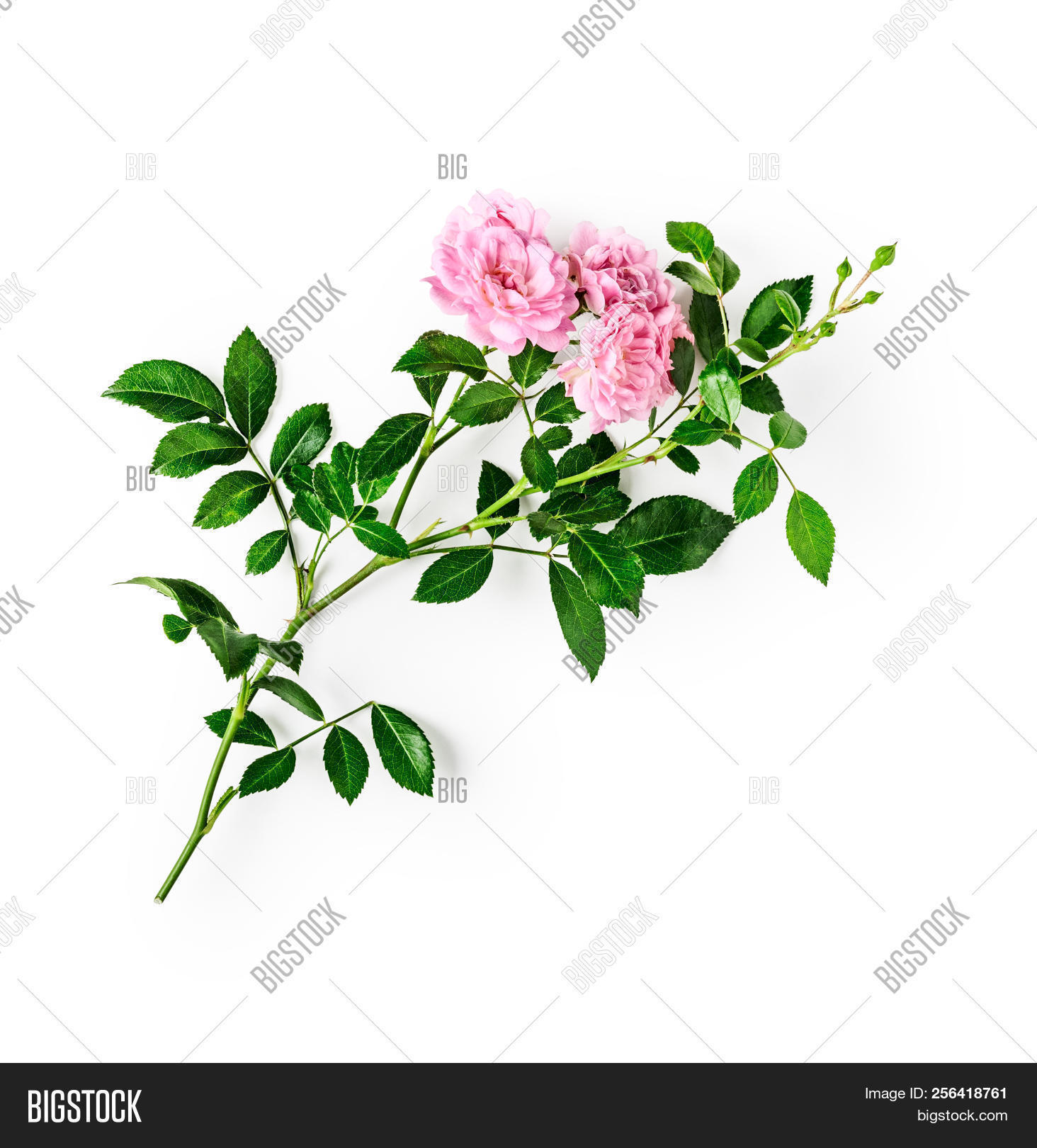 Pink Rose Flower Stem Image & Photo (Free Trial) | Bigstock