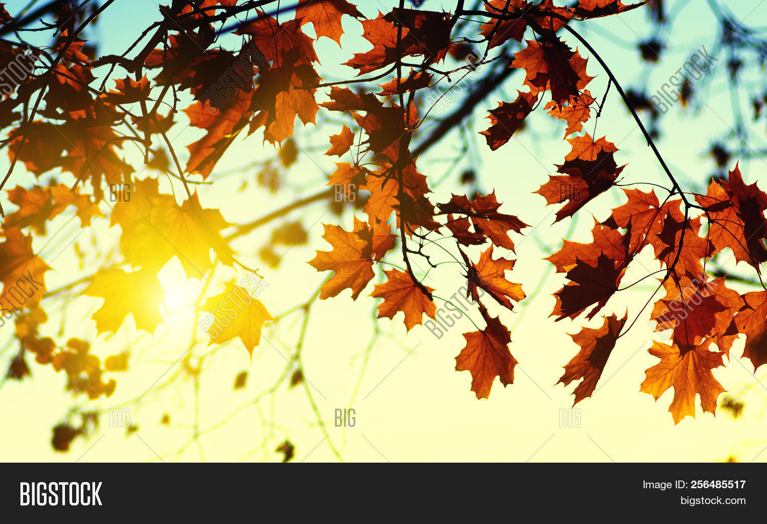 Autumn Leaves On Sky. Image & Photo (Free Trial) | Bigstock