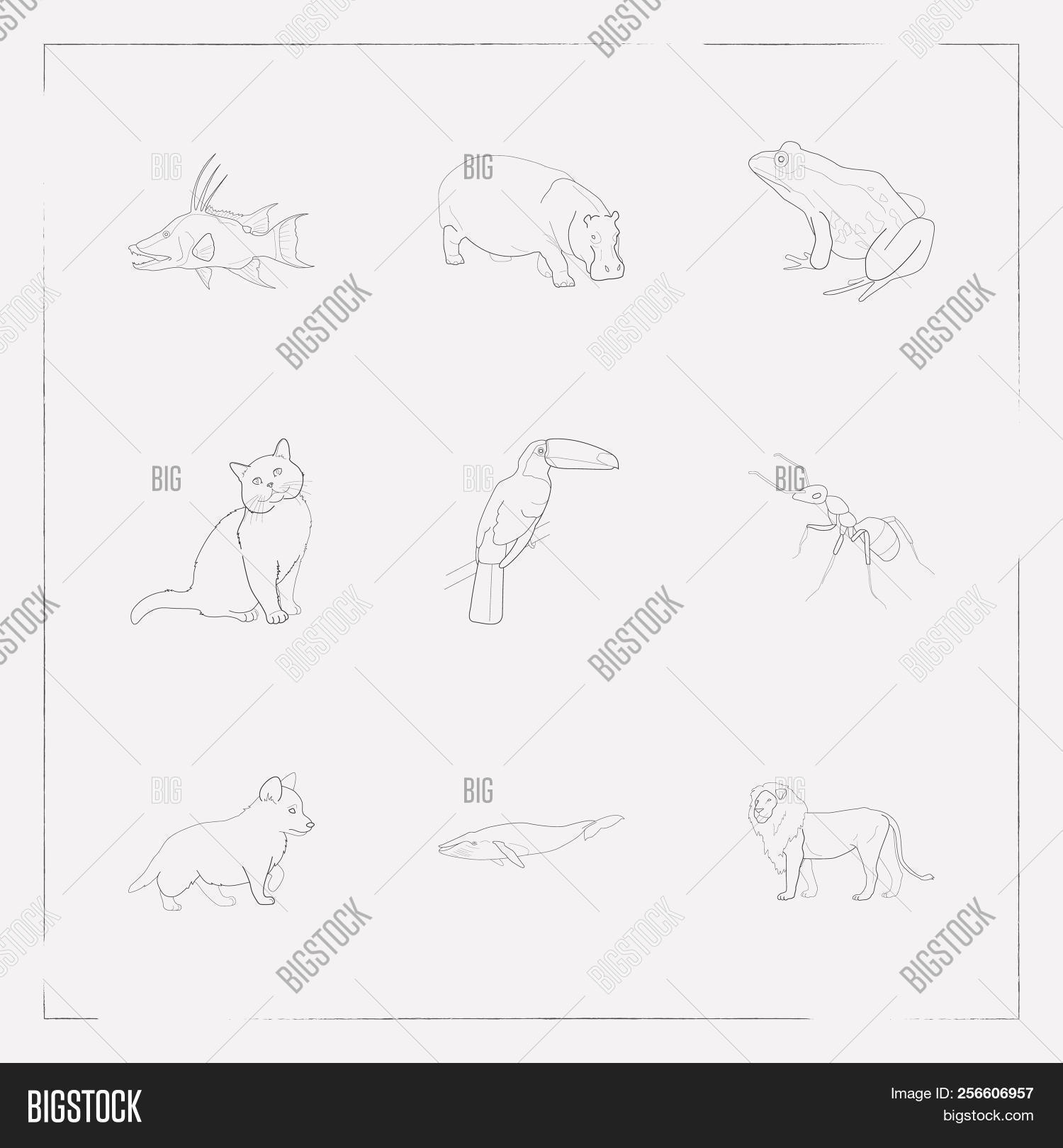Set Animal Icons Line Image & Photo (Free Trial) | Bigstock