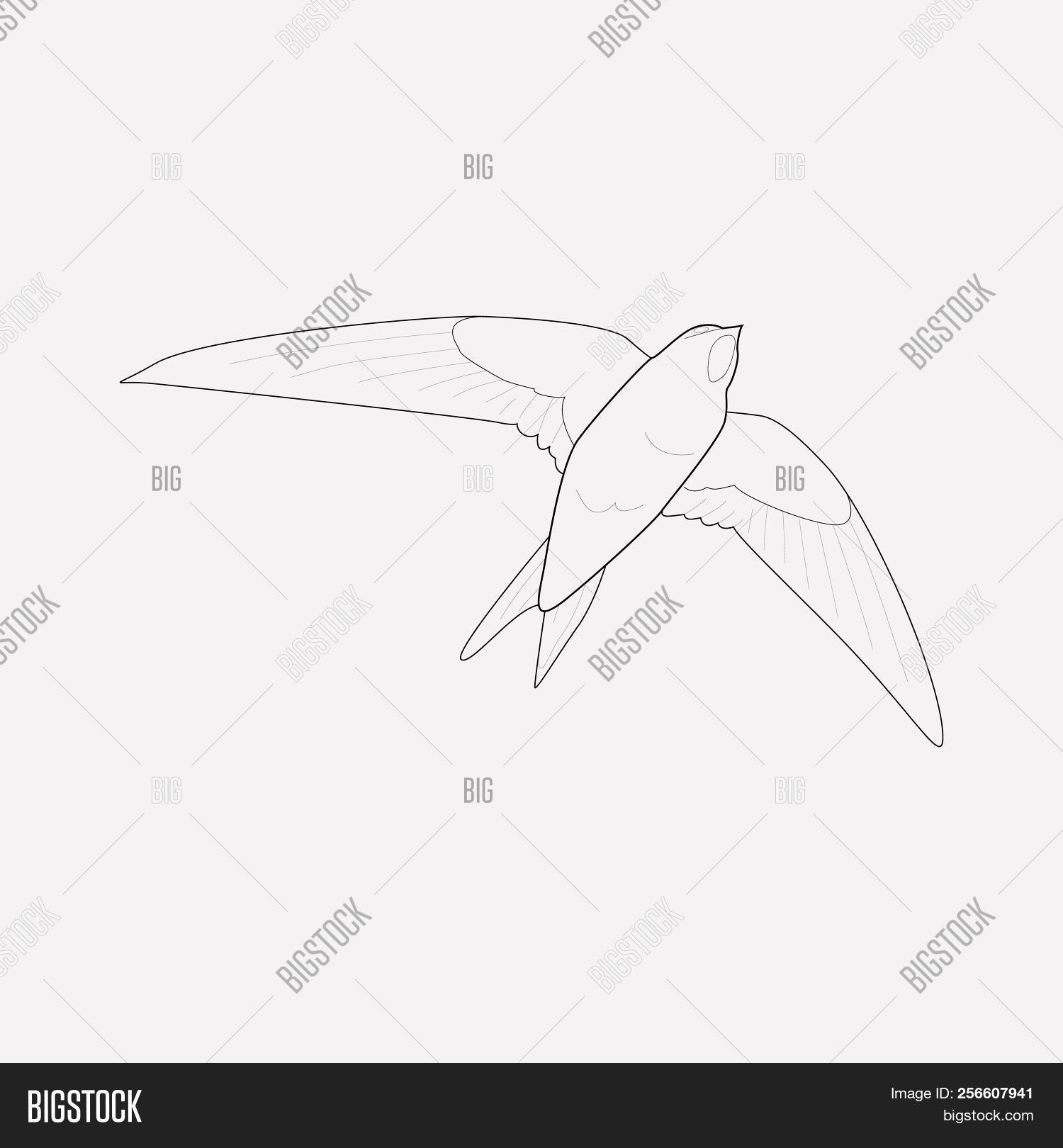 Swift Icon Line Image & Photo (Free Trial) | Bigstock