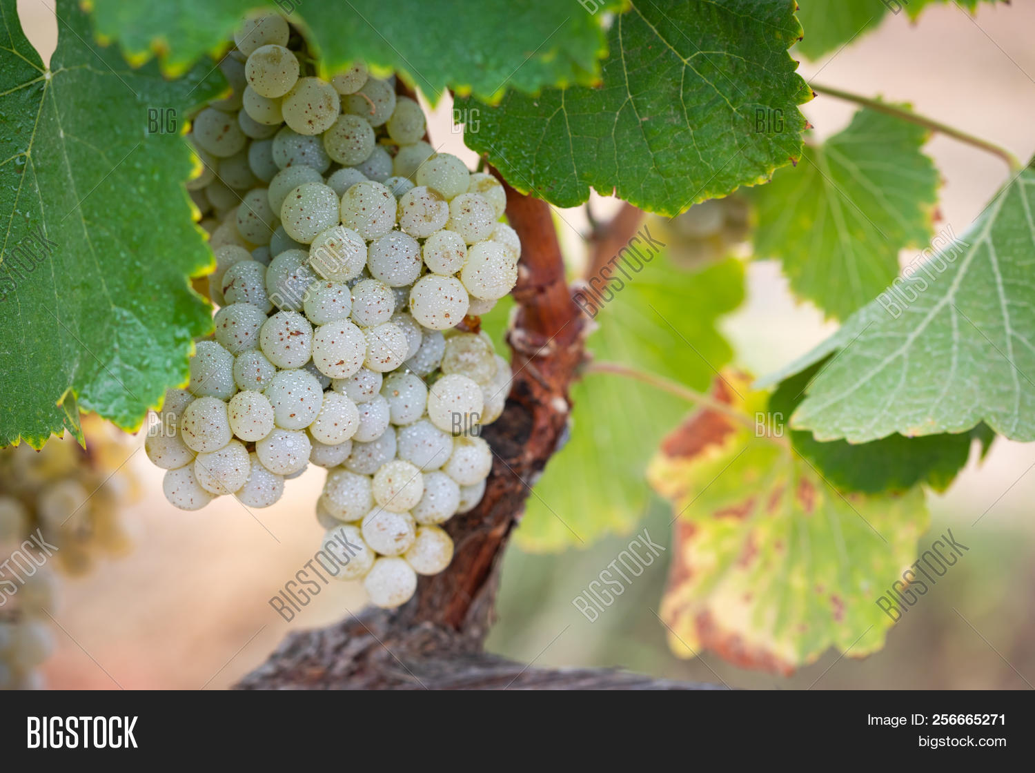 Vineyard Lush, Ripe Image & Photo (Free Trial) | Bigstock