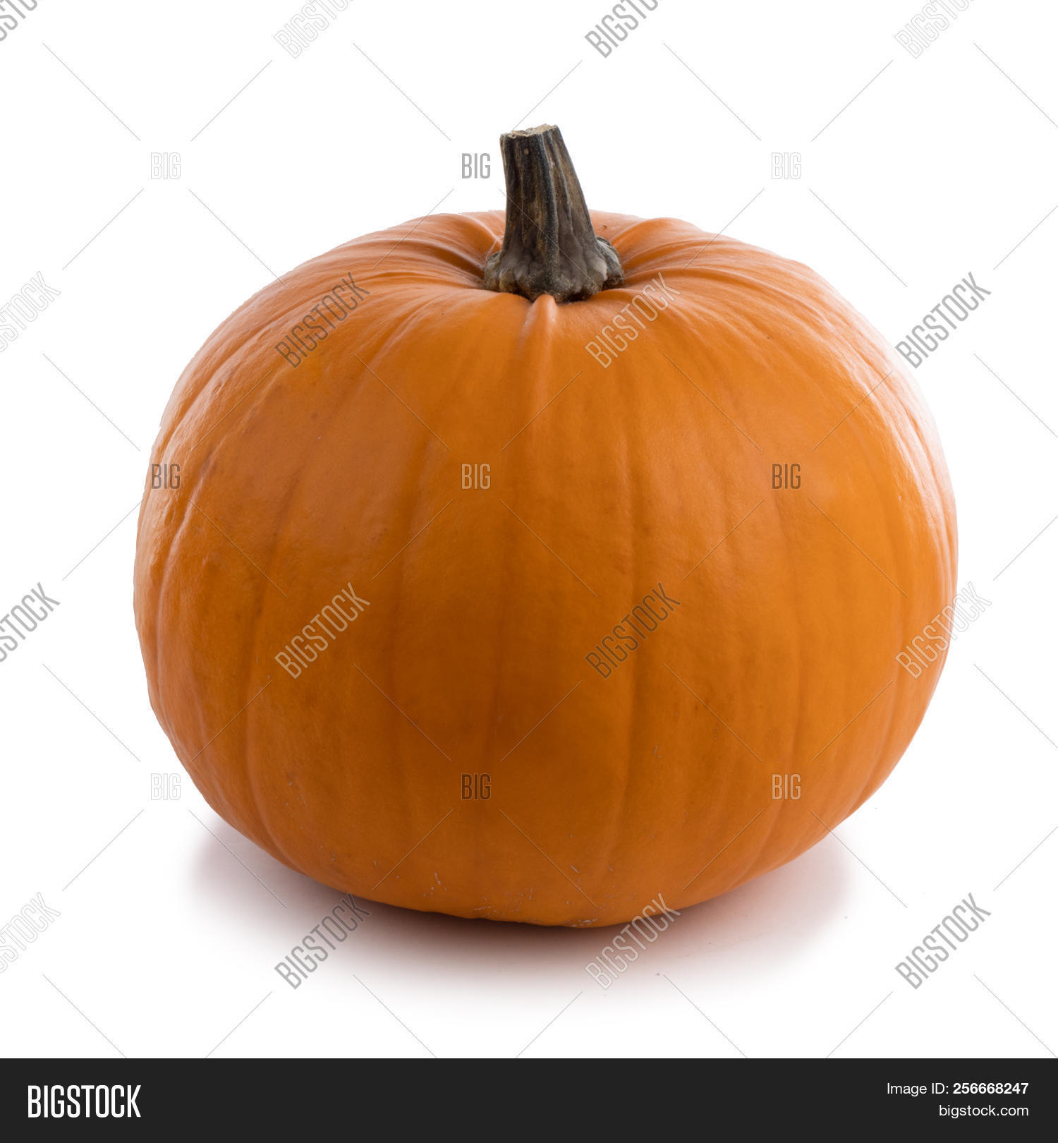 One Orange Pumpkin Image & Photo (Free Trial) | Bigstock