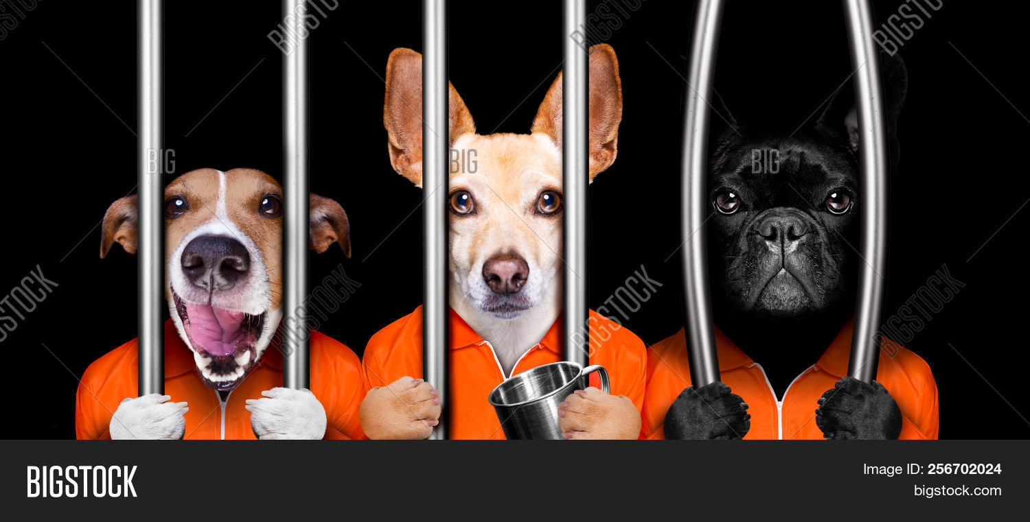 Couple Criminal Dogs Image & Photo (Free Trial) | Bigstock
