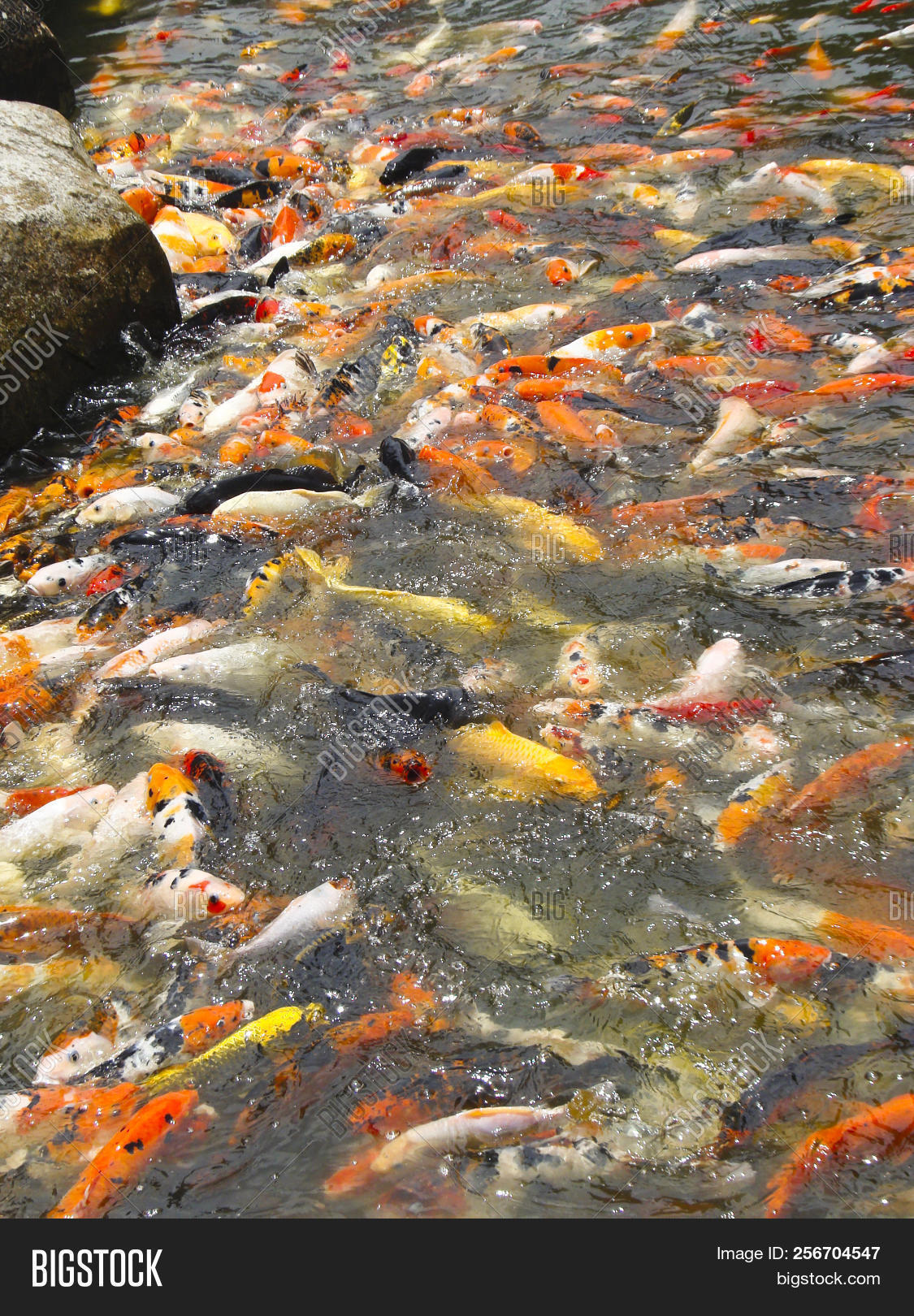 Shoal Fishes Swimming Image & Photo (Free Trial) | Bigstock