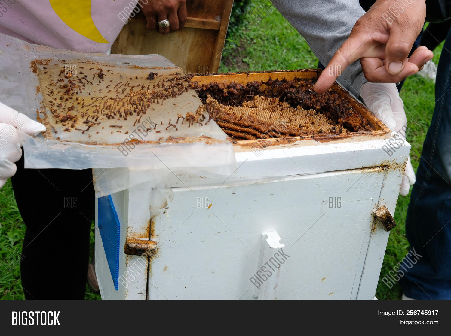 Stingless Honey Bees Image & Photo (Free Trial) | Bigstock