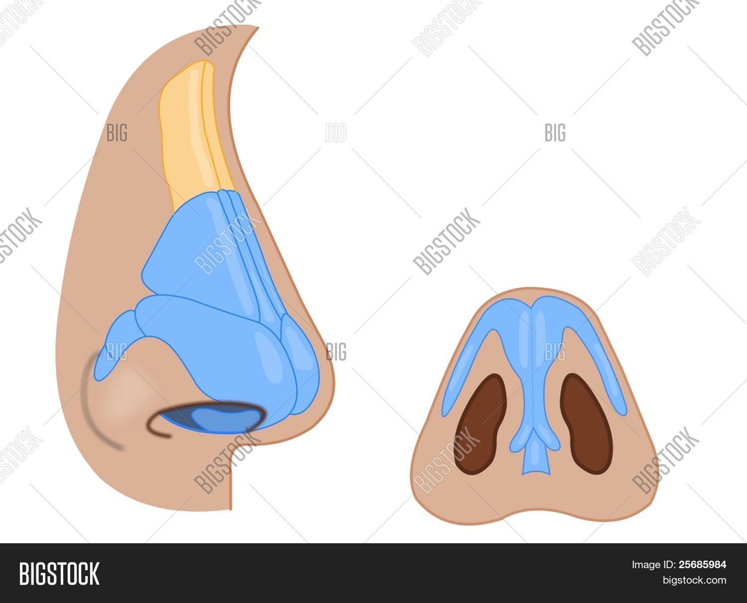 Neus Externe vector en foto (gratis proefversie) | Bigstock