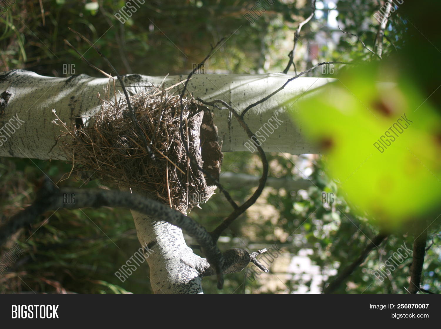 Empty Nest Middle Image & Photo (Free Trial) | Bigstock