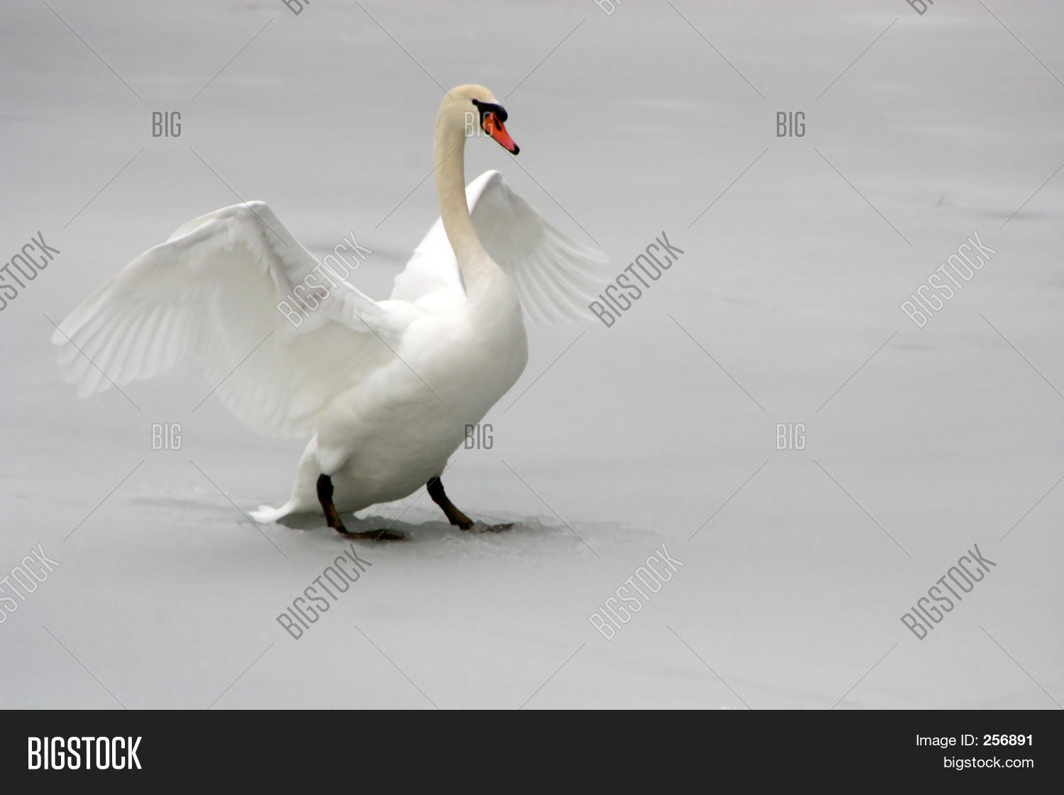 Swan Wings Back Image & Photo (Free Trial) | Bigstock