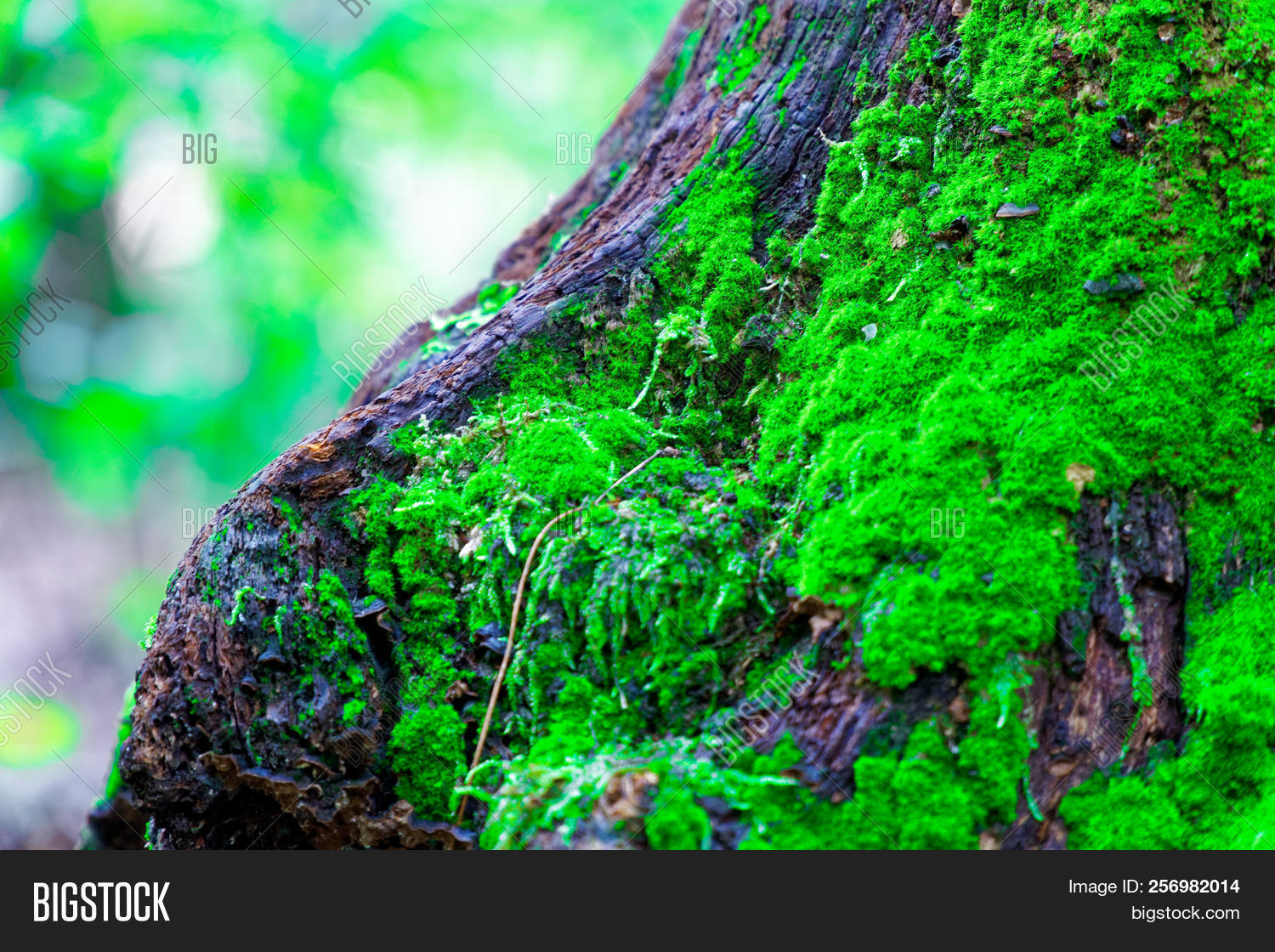 Moss On Tree Roots, Image & Photo (Free Trial) | Bigstock