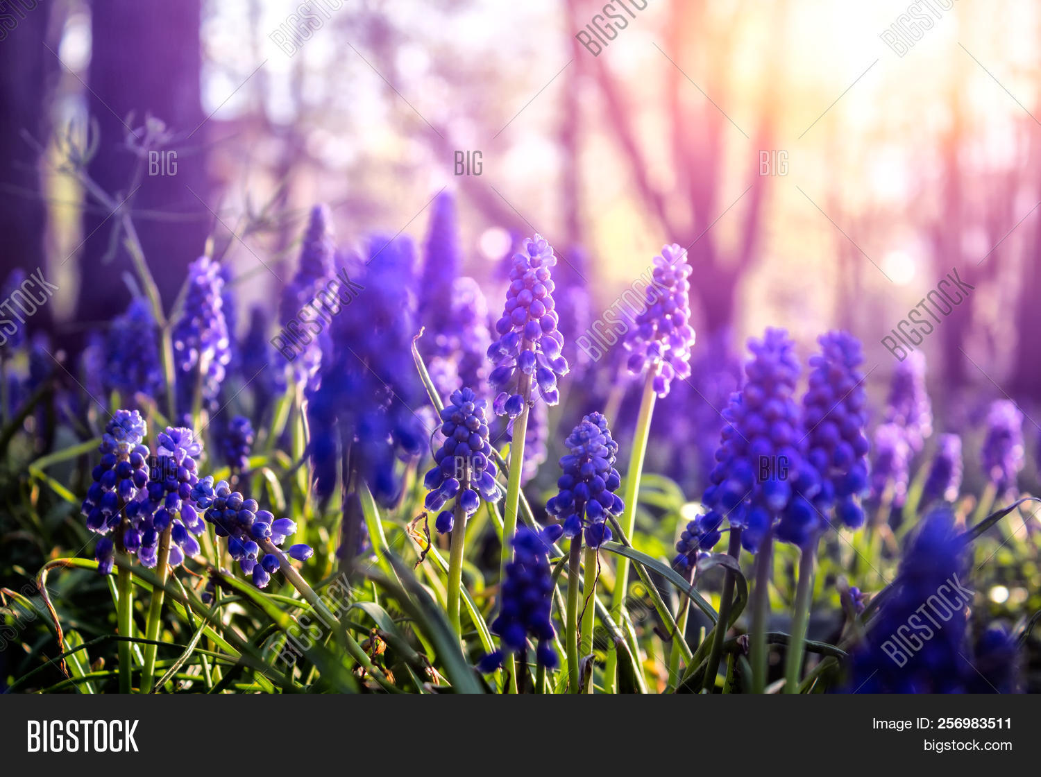 Muscari Neglectum Image & Photo (Free Trial) | Bigstock