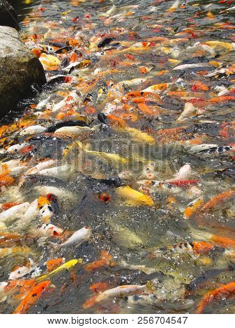Shoal Fishes Swimming Image & Photo (Free Trial) | Bigstock