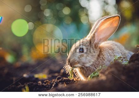 Brownish Gray Rabbit Image & Photo (Free Trial) | Bigstock