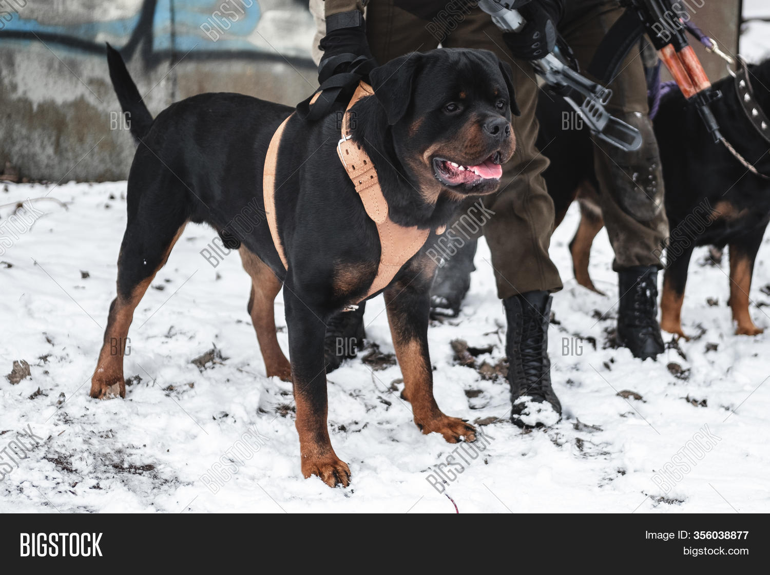 Adult Rottweiler Dog Image & Photo (Free Trial) | Bigstock