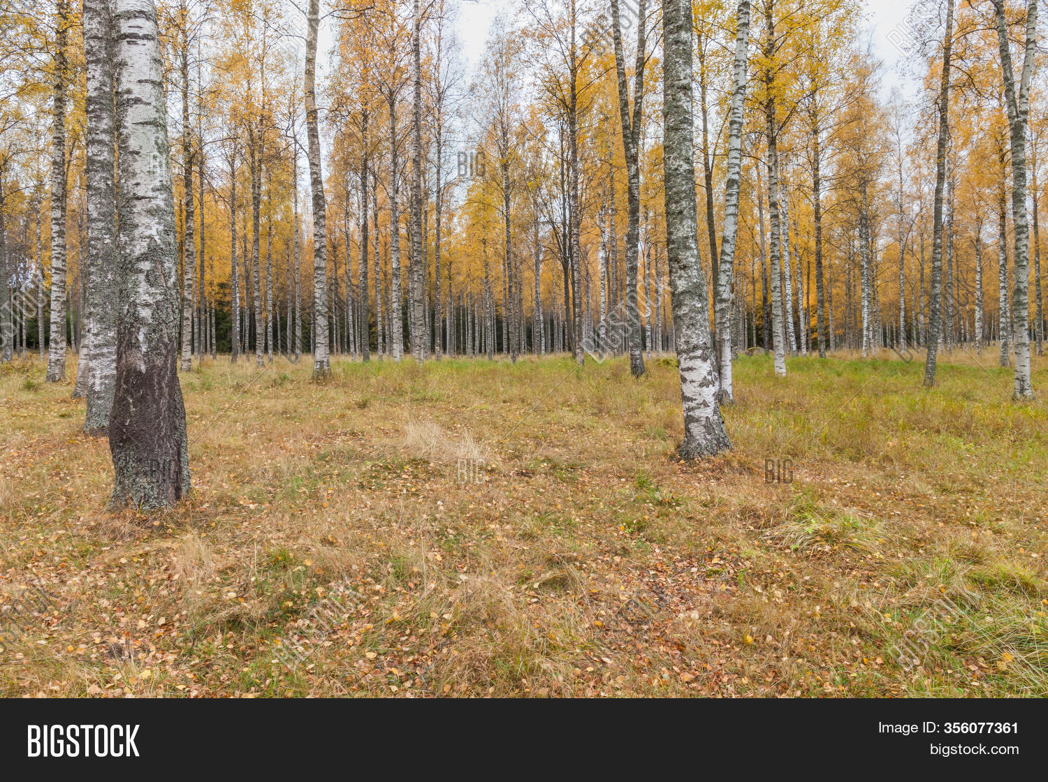 Birch Forest. Birch Image & Photo (Free Trial) | Bigstock