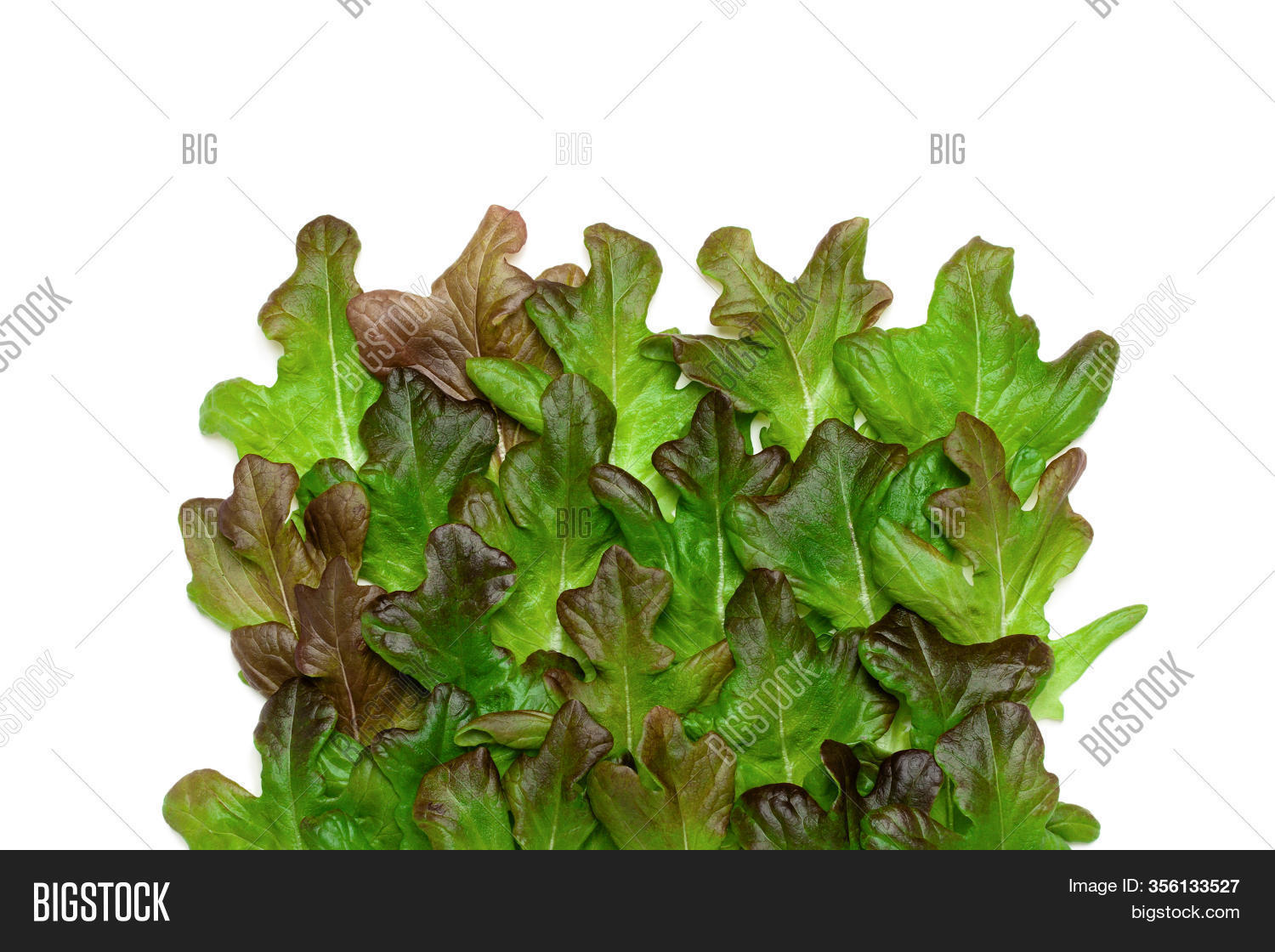 Many Lettuce Oakleafs Image & Photo (Free Trial) | Bigstock