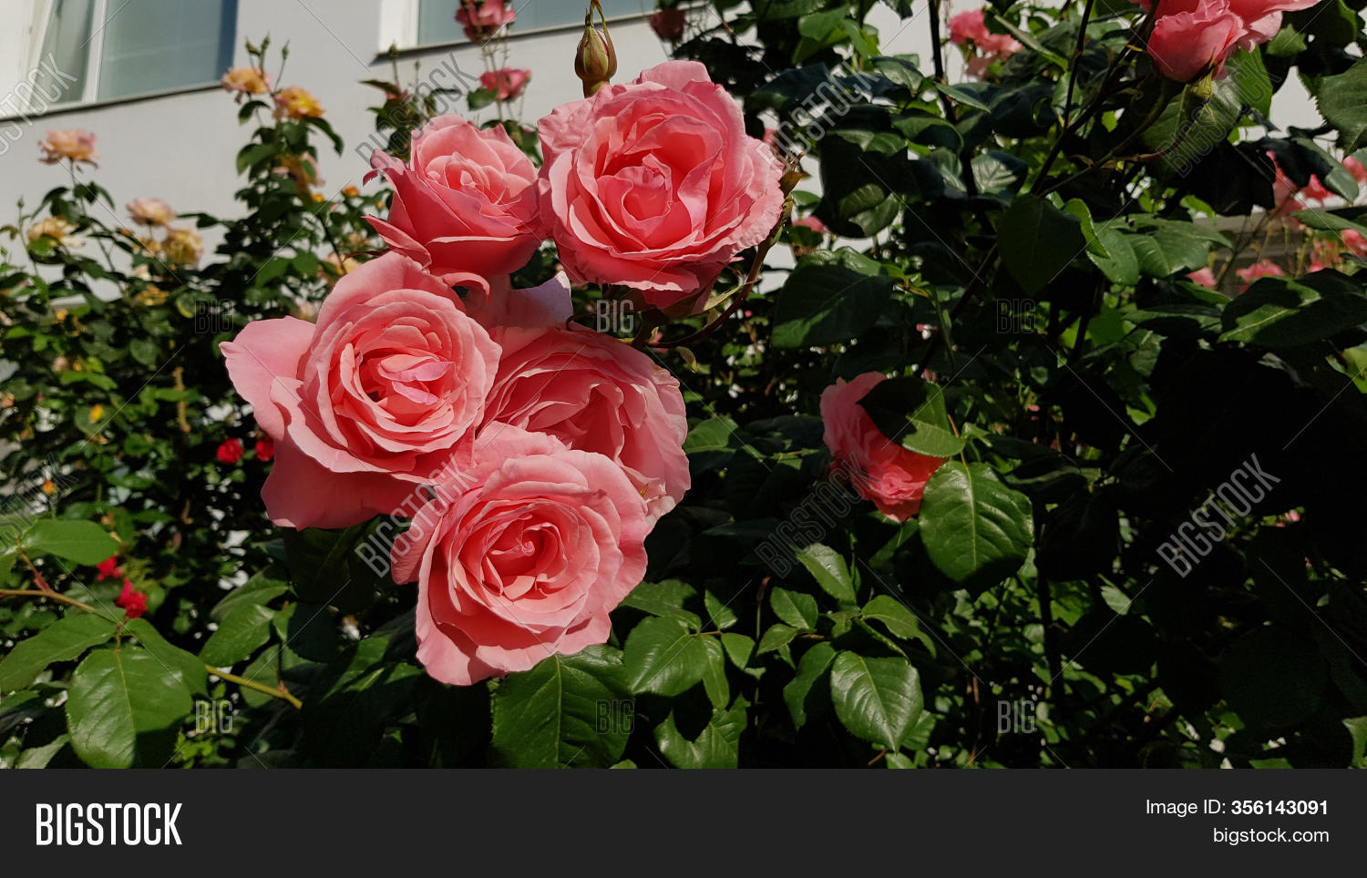 Lush Blooming Rose Image & Photo (Free Trial) | Bigstock
