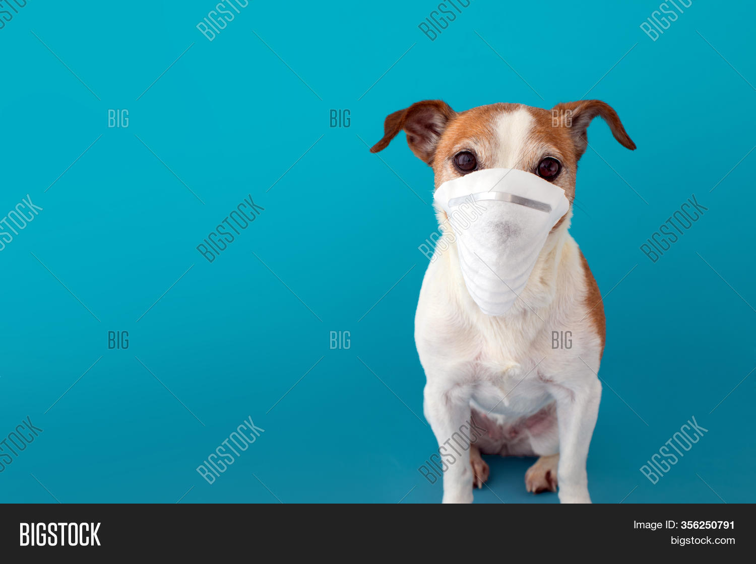 Dog Wearing Face Mask Image & Photo (Free Trial) | Bigstock