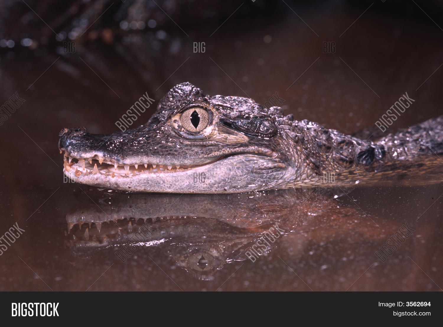 Spectacled Caiman Image & Photo (Free Trial) | Bigstock