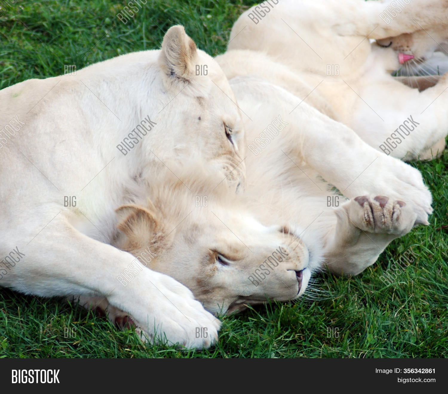 Female White Lion Rare Image & Photo (Free Trial) | Bigstock