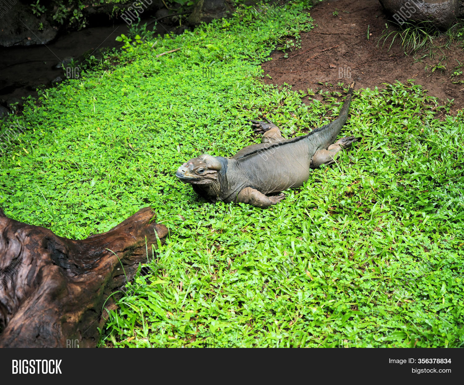 Monitor Lizard Lying Image & Photo (Free Trial) | Bigstock