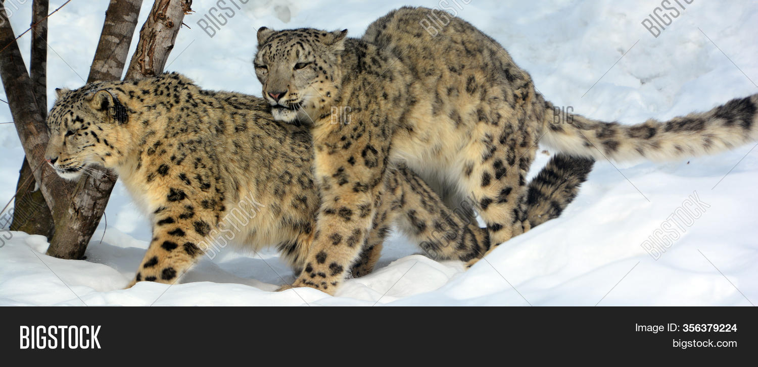 Snow Leopard Large Cat Image & Photo (Free Trial) | Bigstock