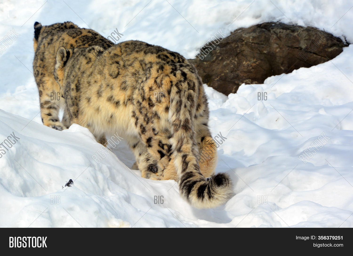Snow Leopard Large Cat Image & Photo (Free Trial) | Bigstock