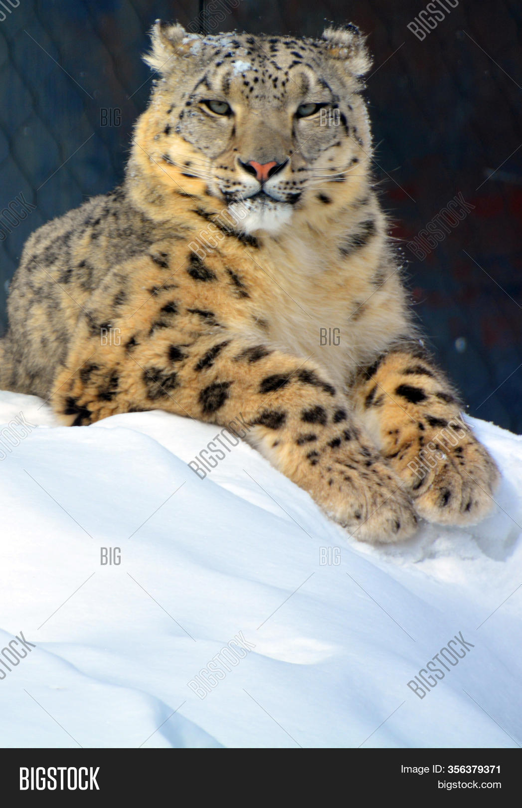 Snow Leopard Large Cat Image & Photo (Free Trial) | Bigstock