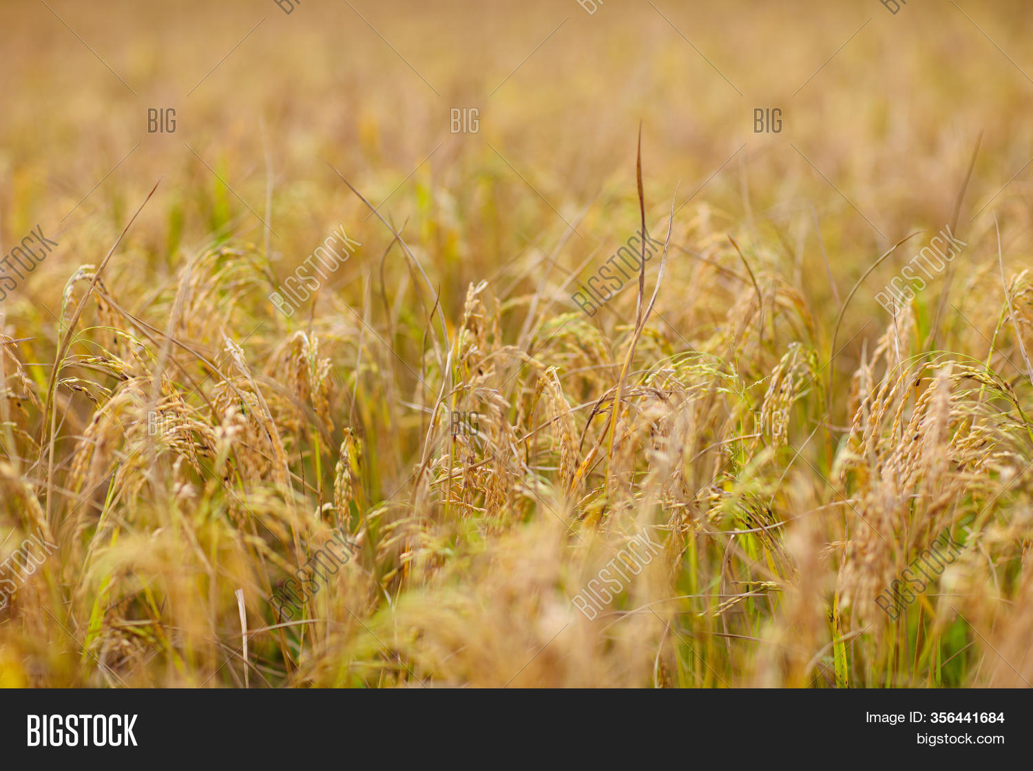 Rice Plantation Asia. Image & Photo (Free Trial) | Bigstock