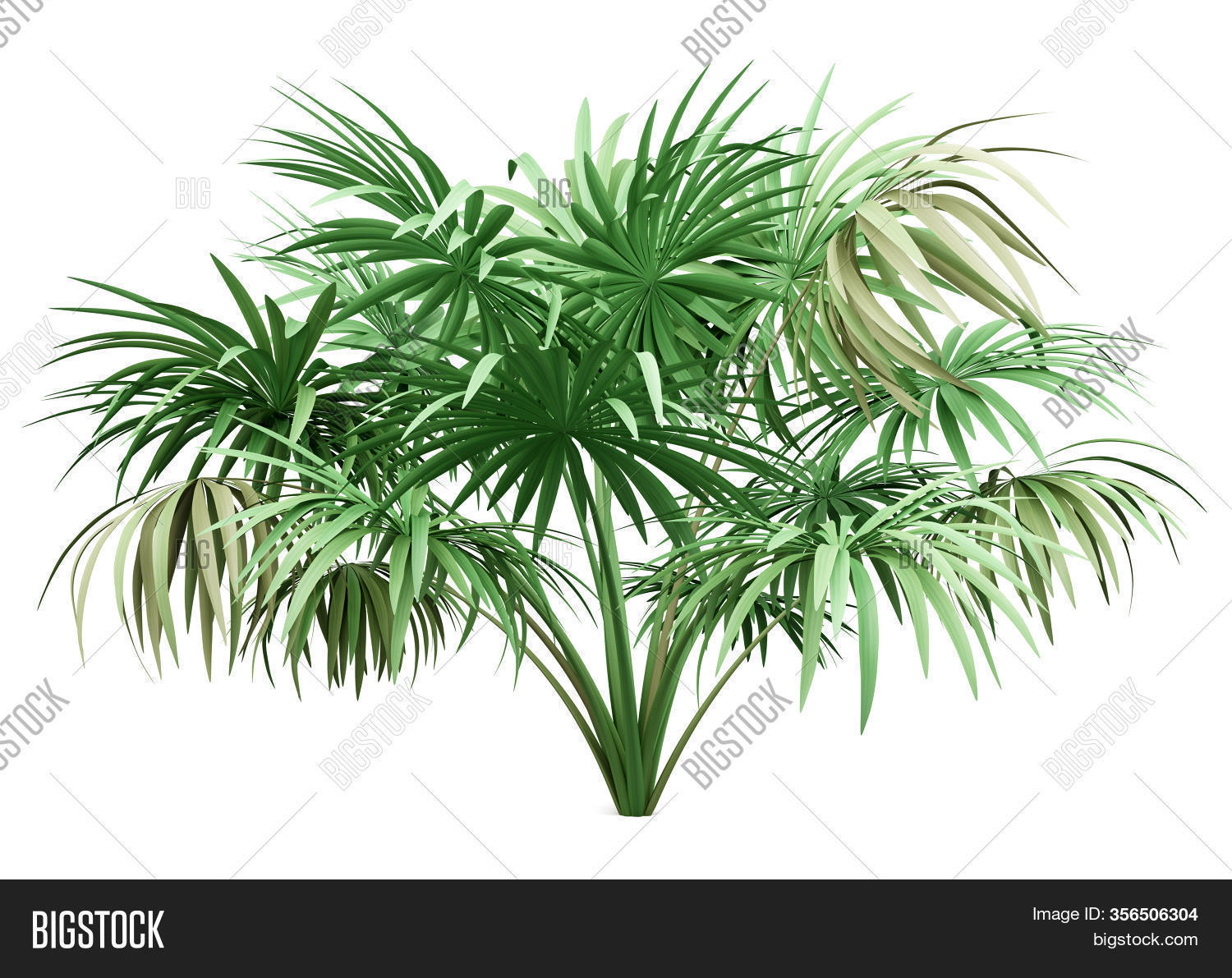 Thatch Palm Tree Image & Photo (Free Trial) | Bigstock