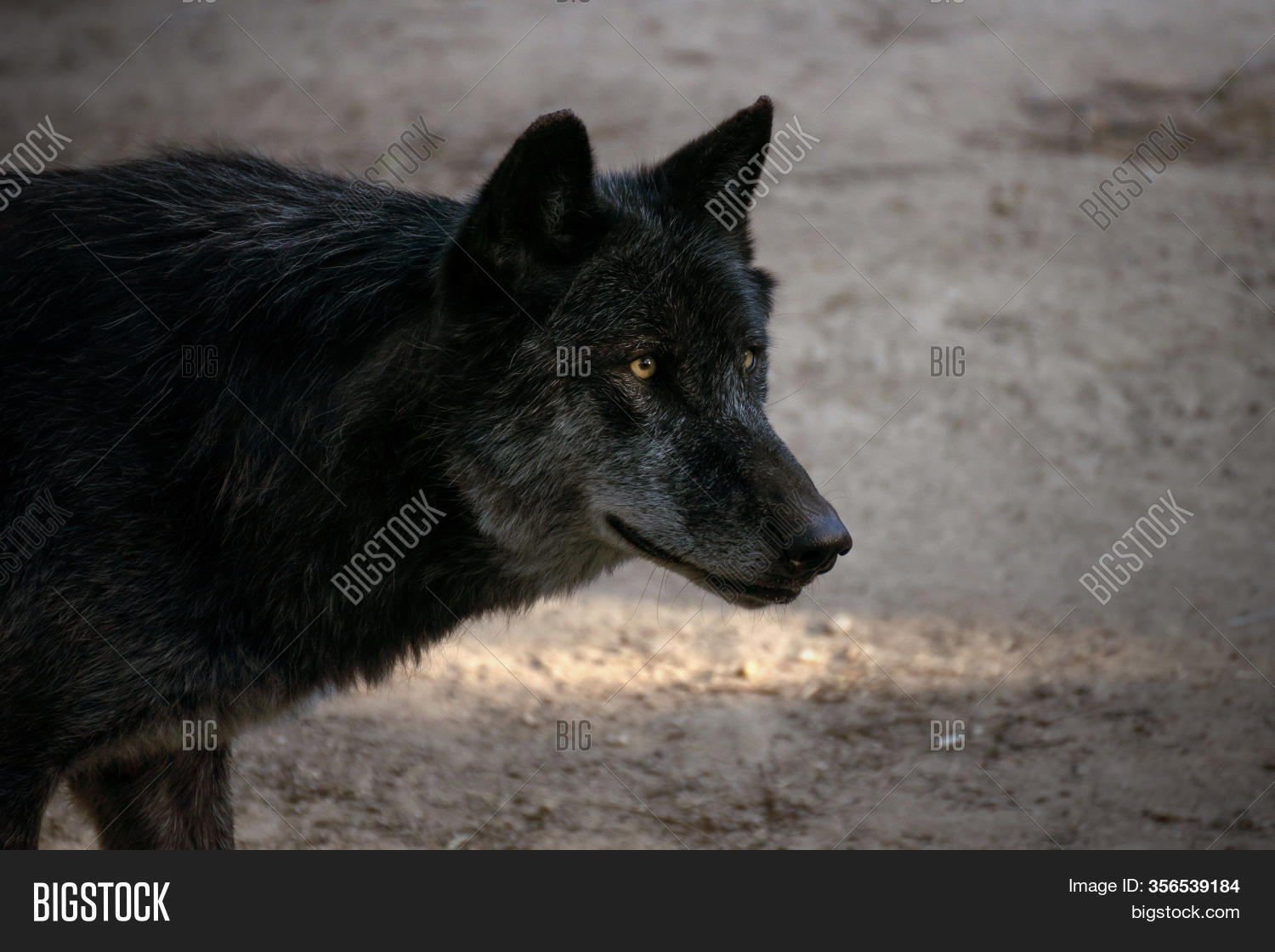 Face Portrait Image & Photo (Free Trial) | Bigstock