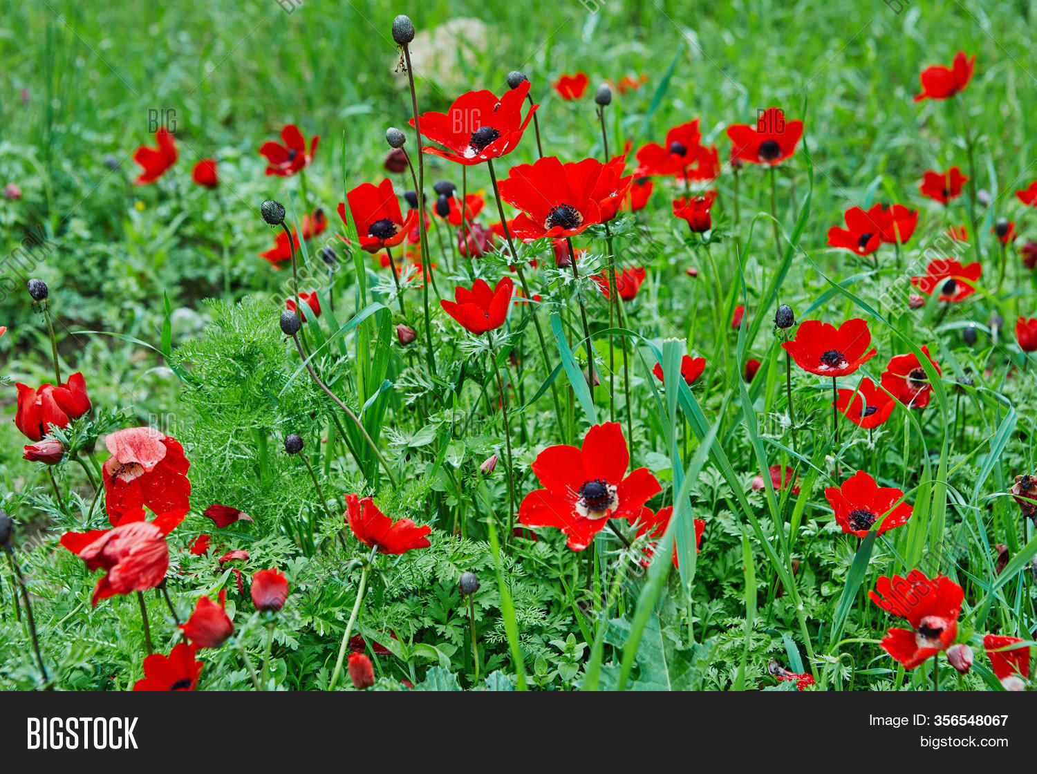 Israeli National Flower The Anemone Kalanit Insite