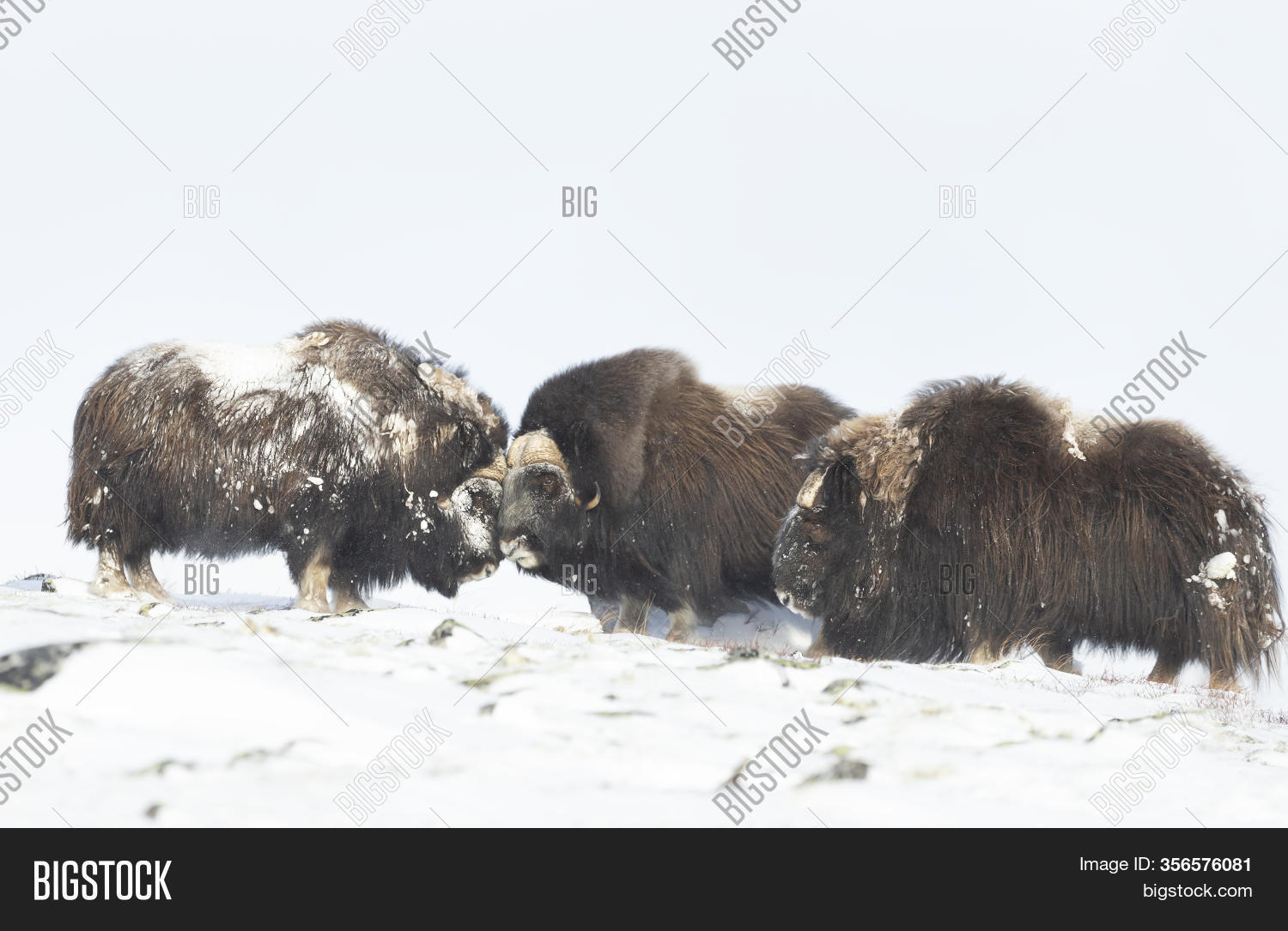 Close Musk Oxen Image & Photo (Free Trial) | Bigstock