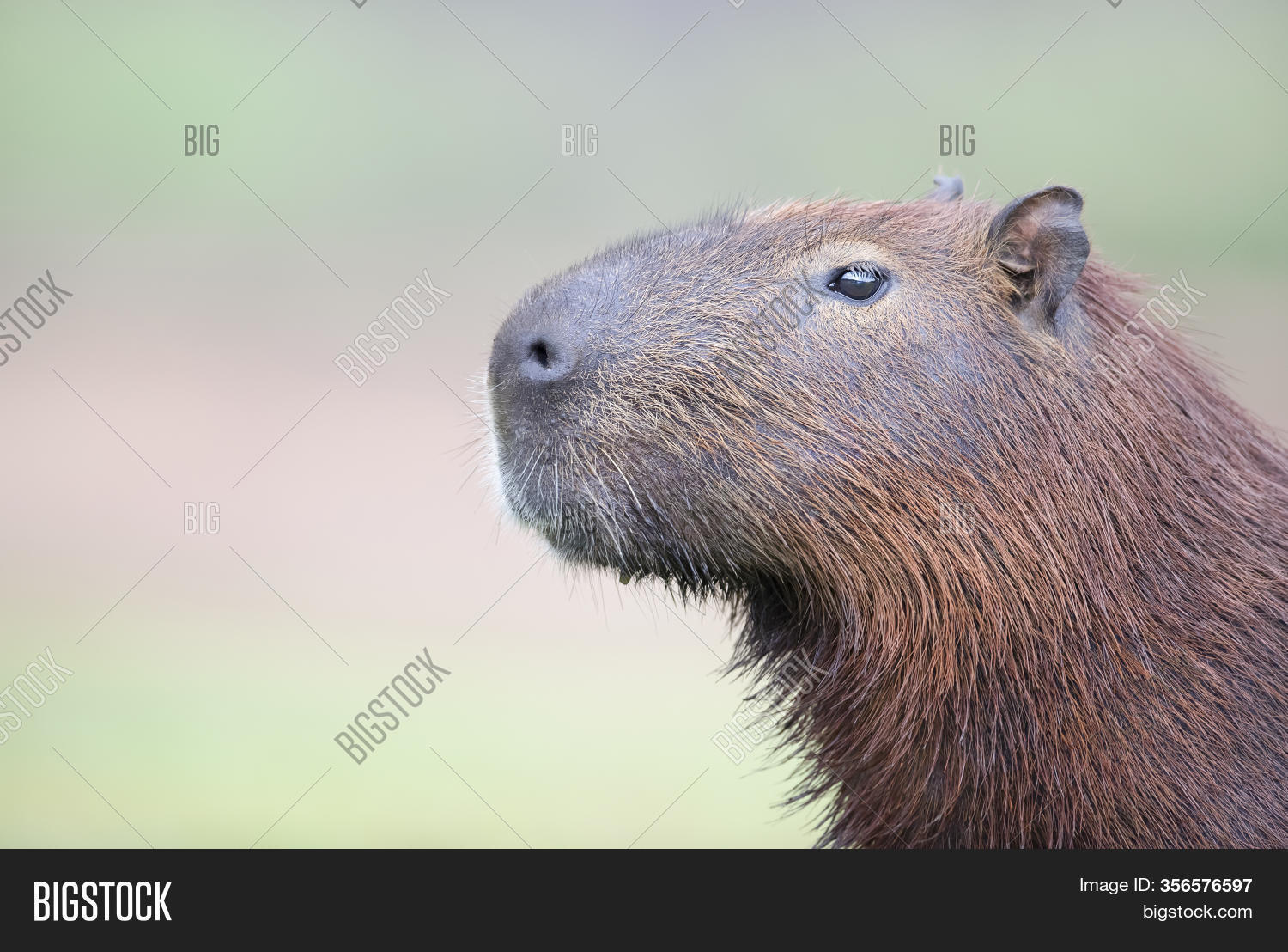 Close Capybara Against Image & Photo (Free Trial) | Bigstock
