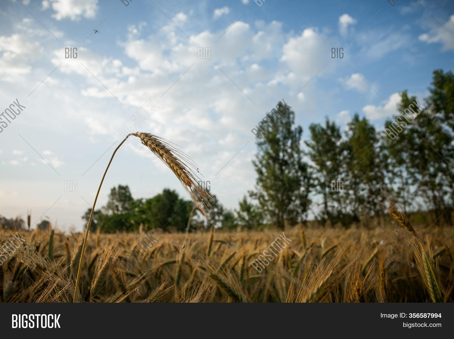 Wheat Field Early Image & Photo (Free Trial) | Bigstock
