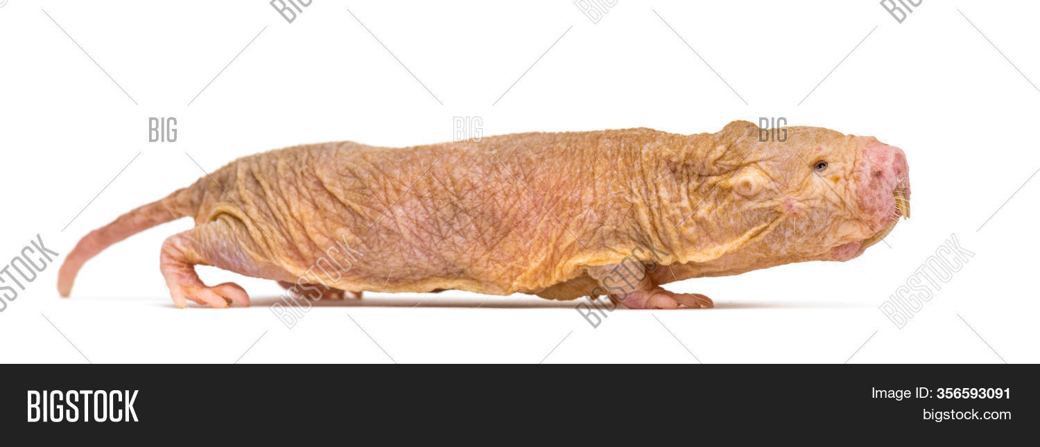 Side View Naked Mole- Image & Photo (Free Trial) | Bigstock